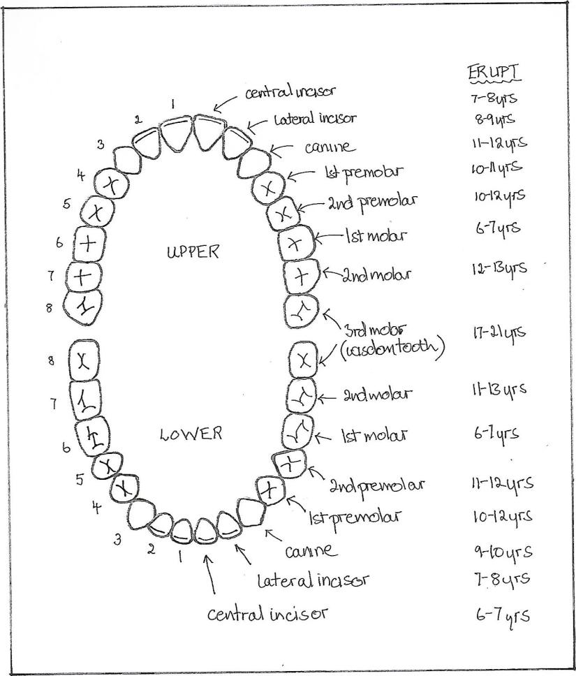 Adult Teeth – How To Look After Your Teeth